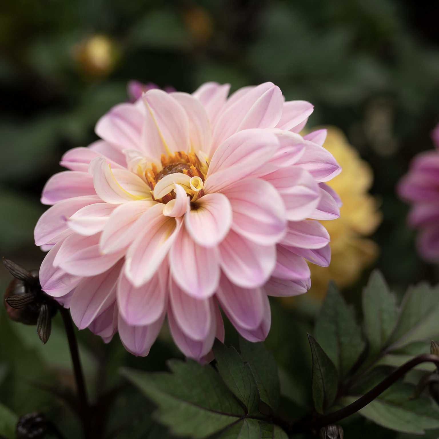 Products - West Coast Floral