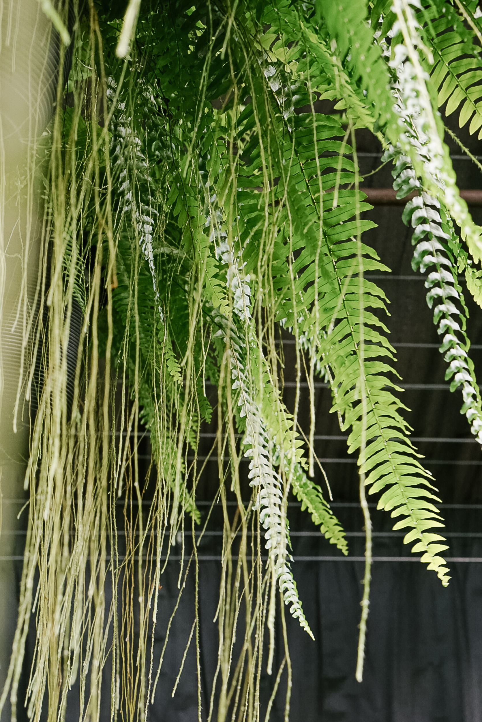 Plant Spotlight: Ferns - West Coast Floral